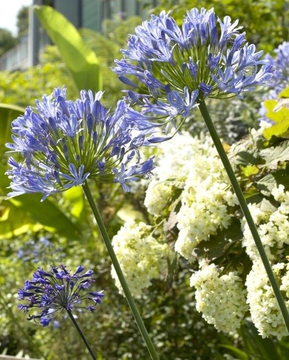 agapanthus large blue peru