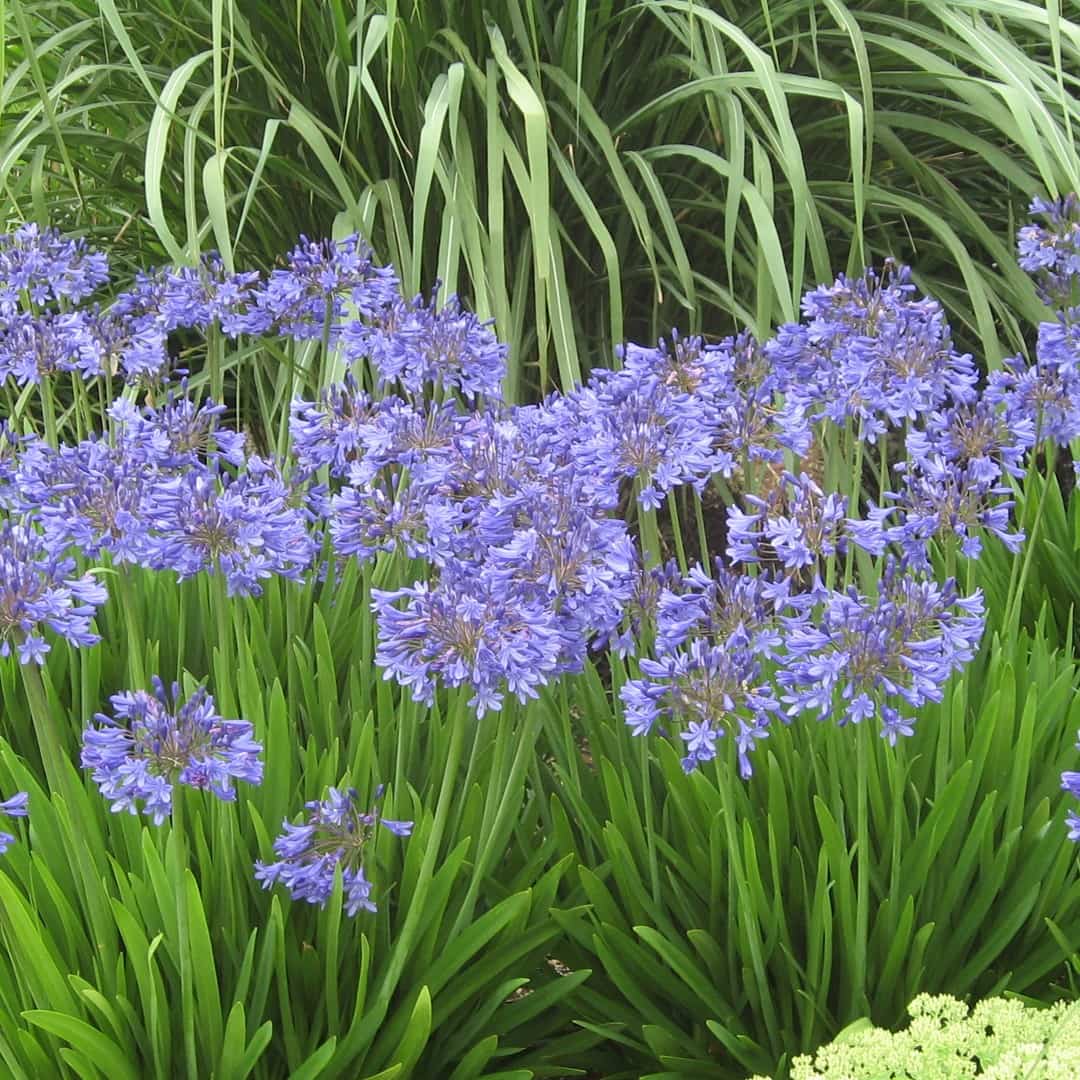 Todo sobre el Agapanto: cuidados y consejos para su cultivo