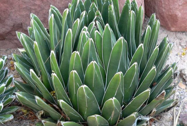 Aglaonema modestum Nombre común