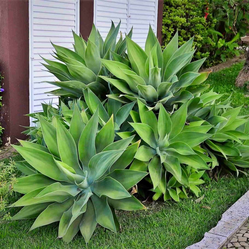 Agave attenuata para que sirve