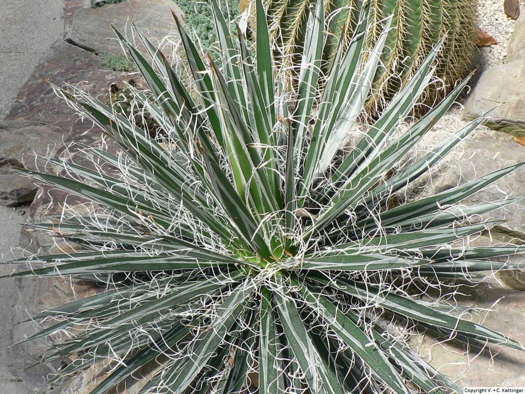 Agave filifera peru