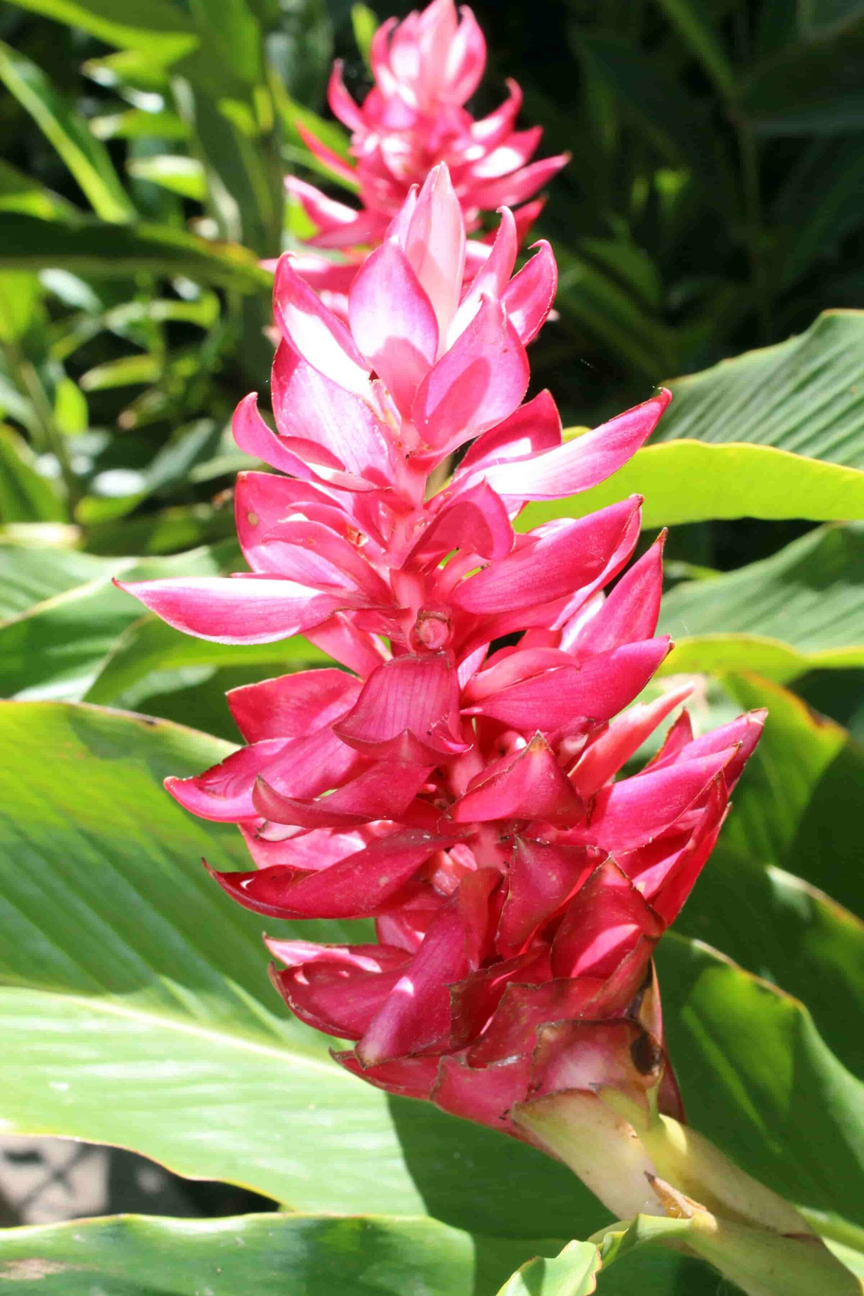 Alpinia purpurata nombre cientifico