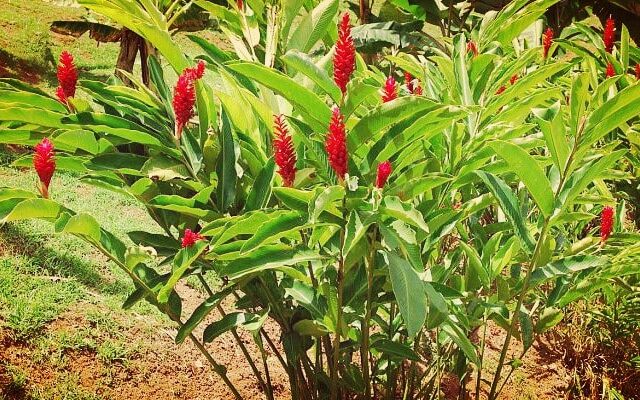 Cuidados de la planta Alpinia