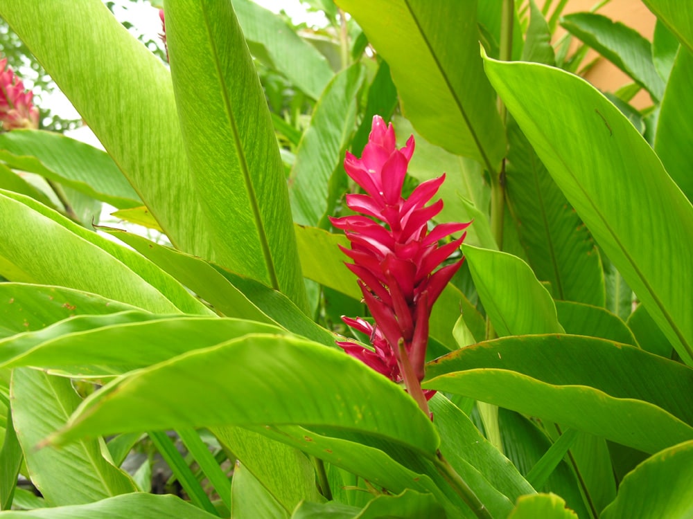 Alpinia purpurata nombre cientifico
