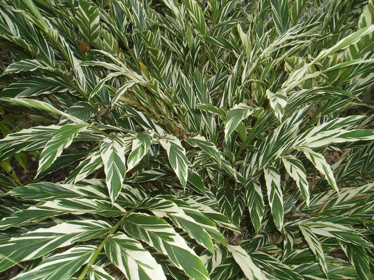 Alpinia purpurata para que sirve