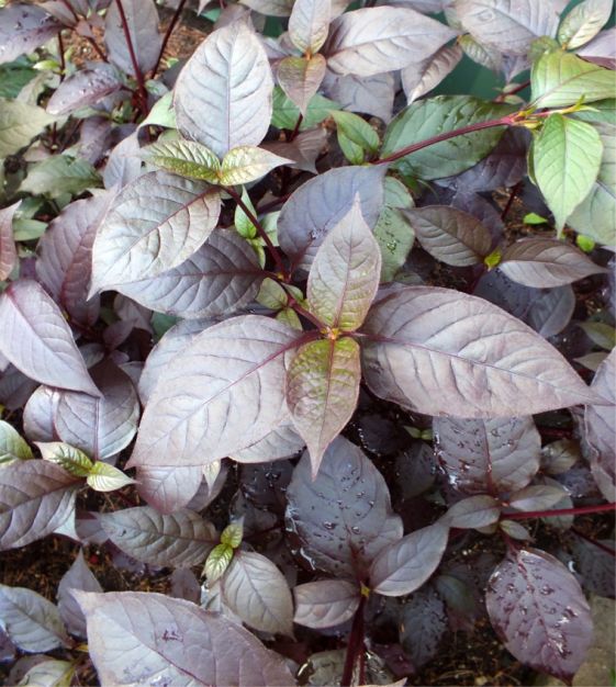 Alternanthera rubí cuidados