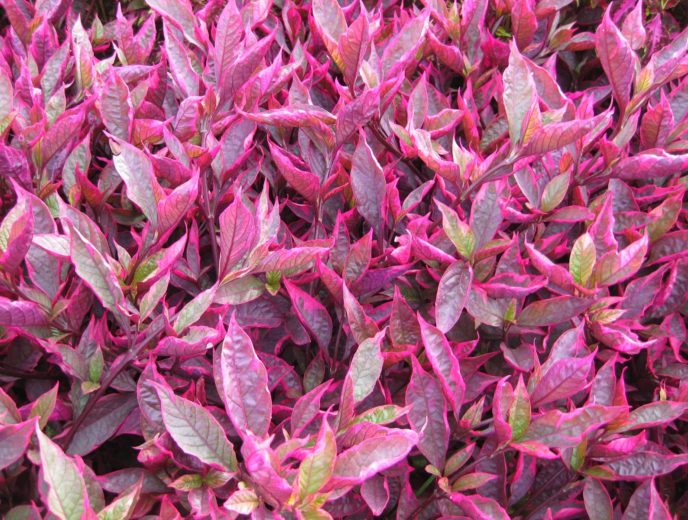 Alternanthera dentata peru