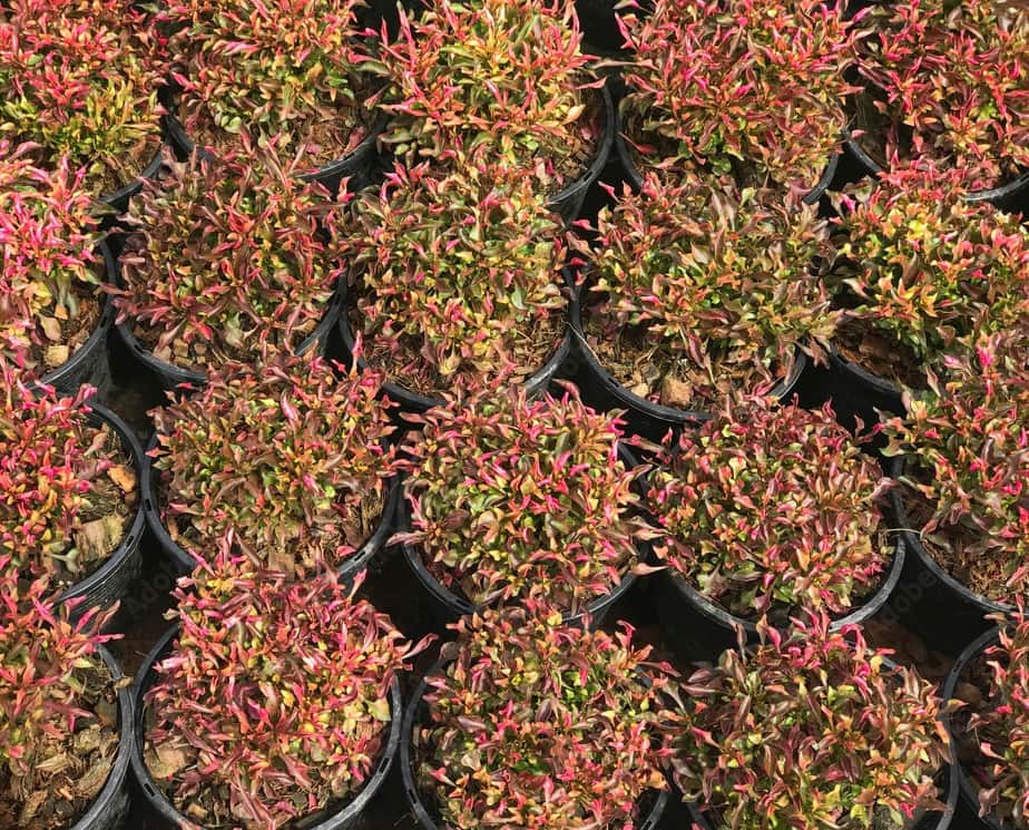 Sanguinaria planta roja peru