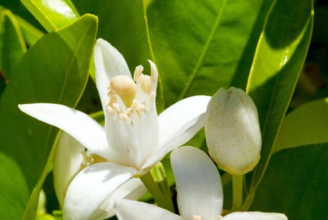 Azahar de novia planta peru