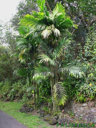 Palmera con flor roja