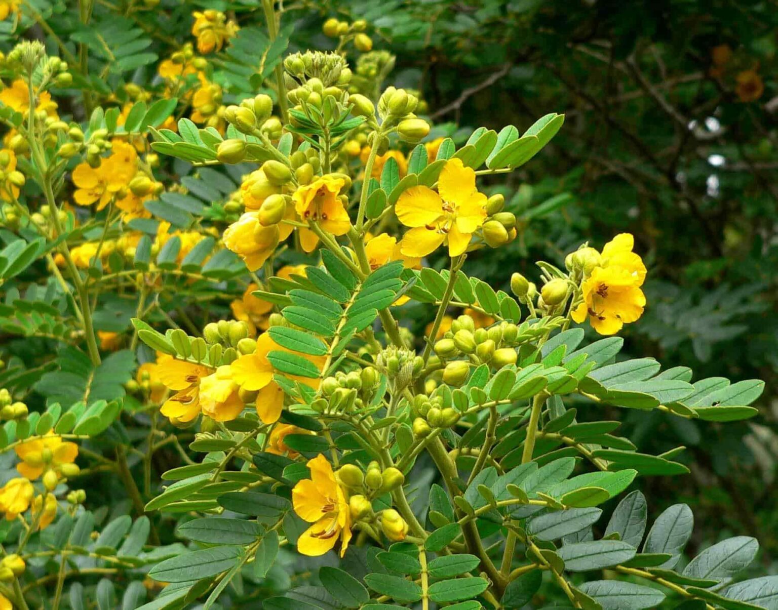 Acacia amarilla ficha técnica
