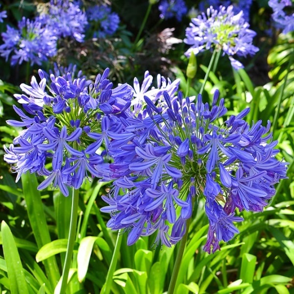 Como curar y cultivar las plantas de Agapanthus