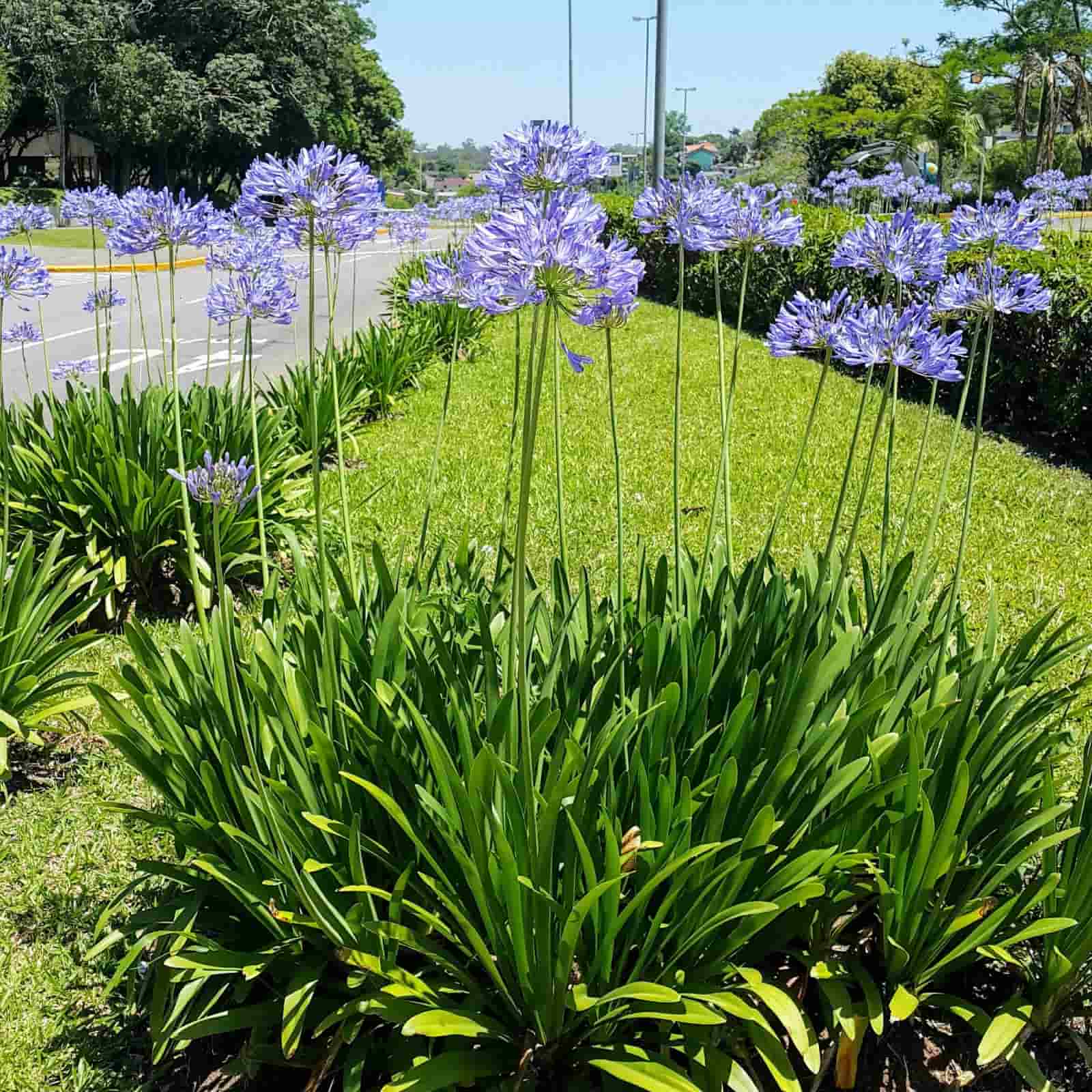 Agapanto azul (Agapanthus africanus)