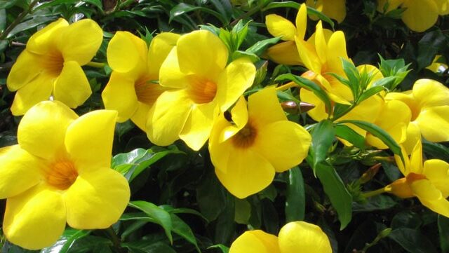 Planta Copa de oro Precio