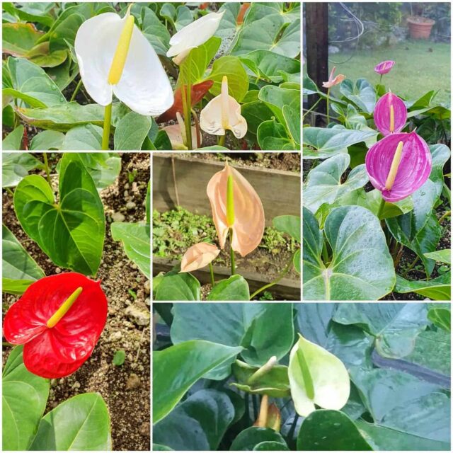 Clases de anturios y colores