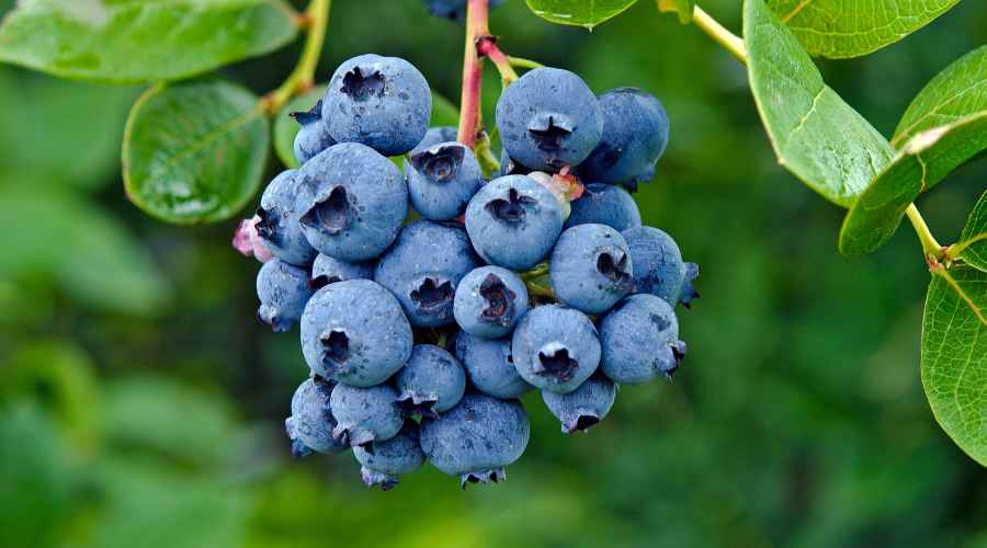 Planta de arándanos cuidados