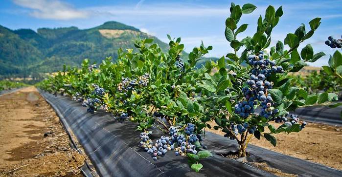 Cuantos kilos produce una planta de arándano