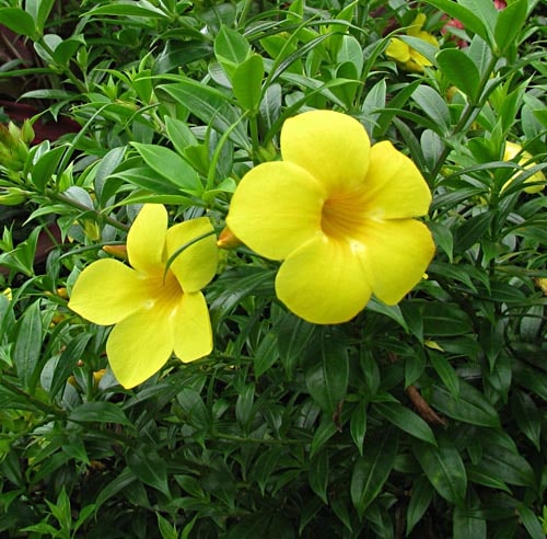 Planta copa de oro en maceta