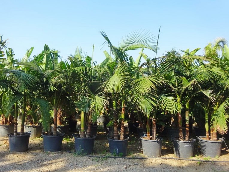 Palmera alejandra cuidados