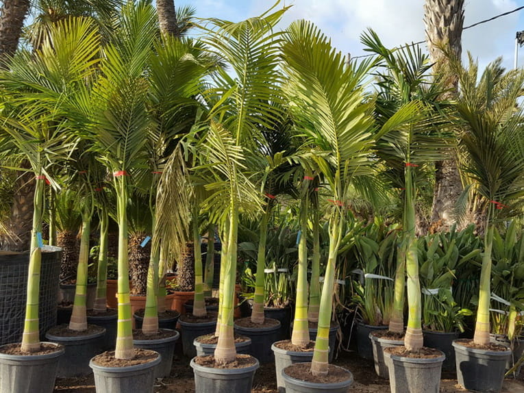 Palmera alejandra cuidados