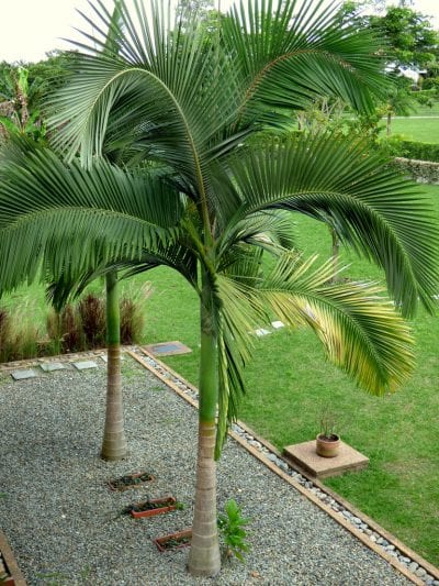 Palmera Archontophoenix alexandrae múltiple peru