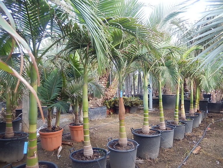 Palmera Archontophoenix alexandrae múltiple peru