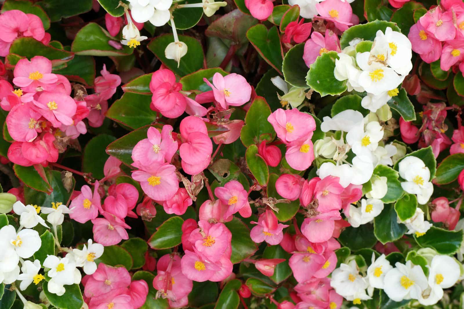 Tipos de begonia