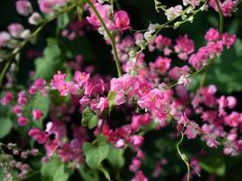 Bellisima planta peru enredadera