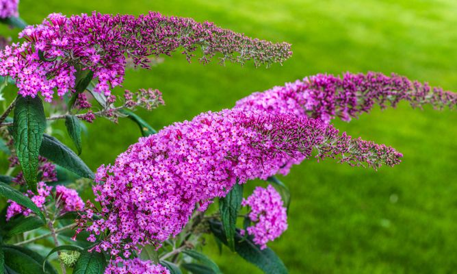 Buddleja planta peru