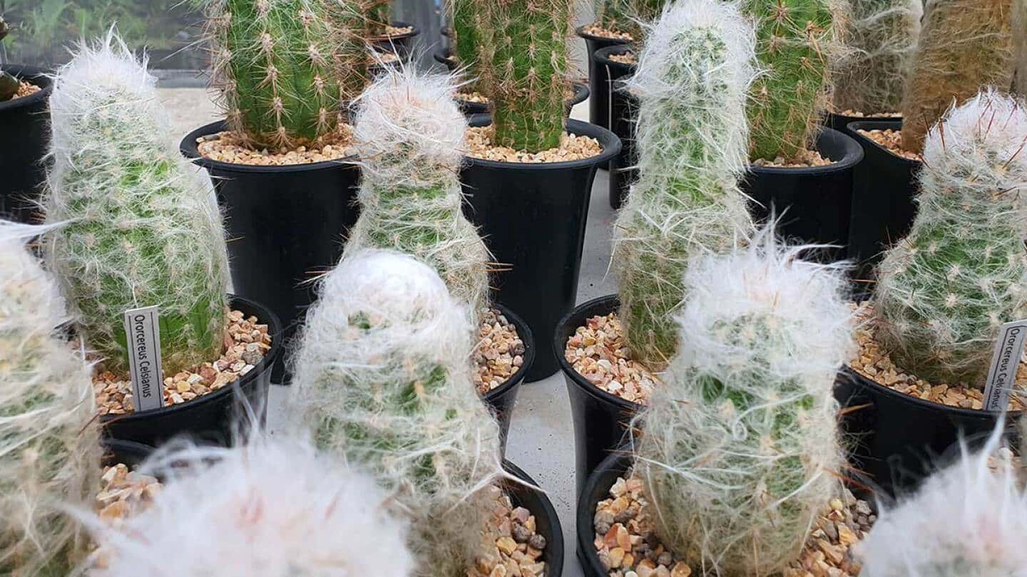 Cactus con pelos blancos cuidados
