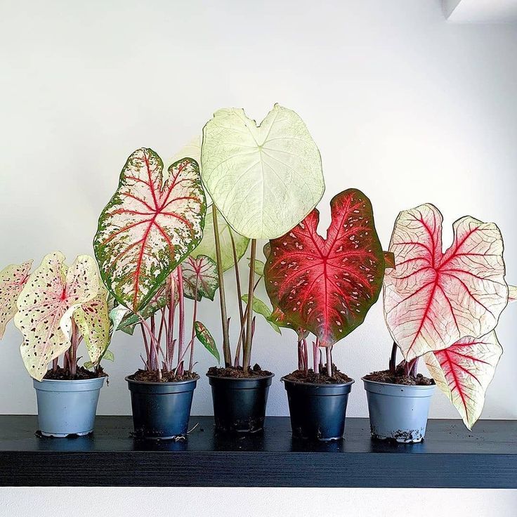 Caladium flor