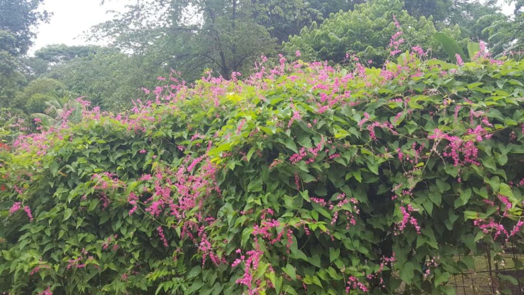 Antigonon leptopus como plantar