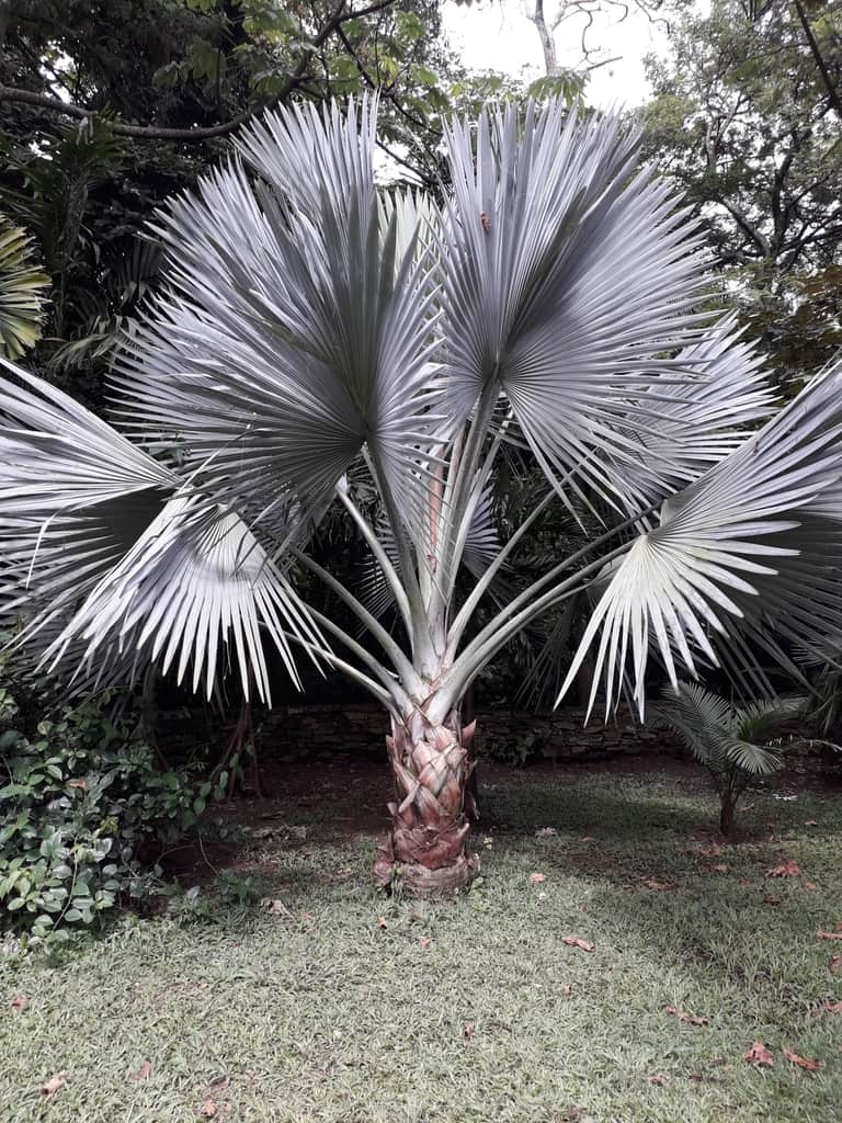 Palma Bismarckia cuidados